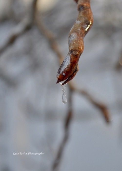 Sunny Ice – The Nature of Things