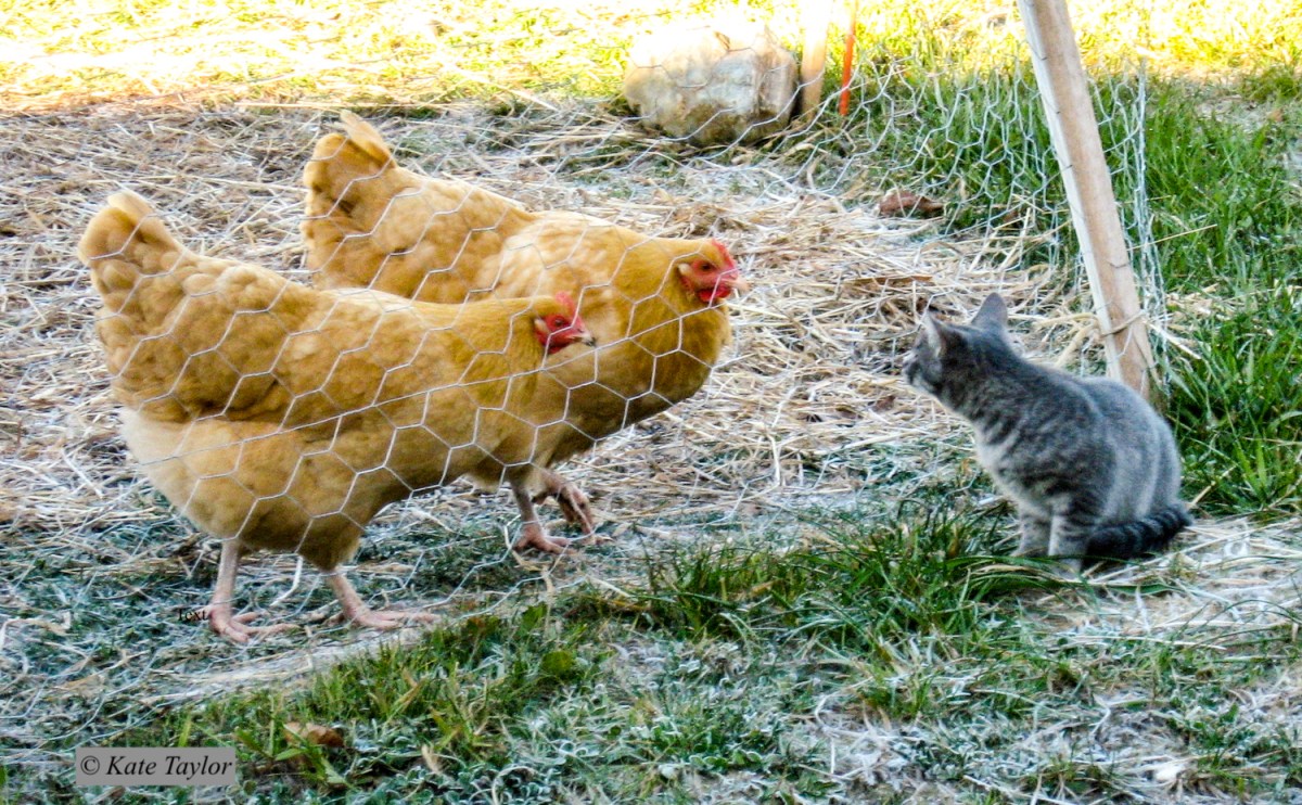 What is an Atom? – The Nature of Things