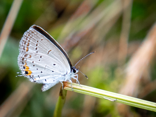 Taxonomy part 2: Butterfly families – The Nature of Things