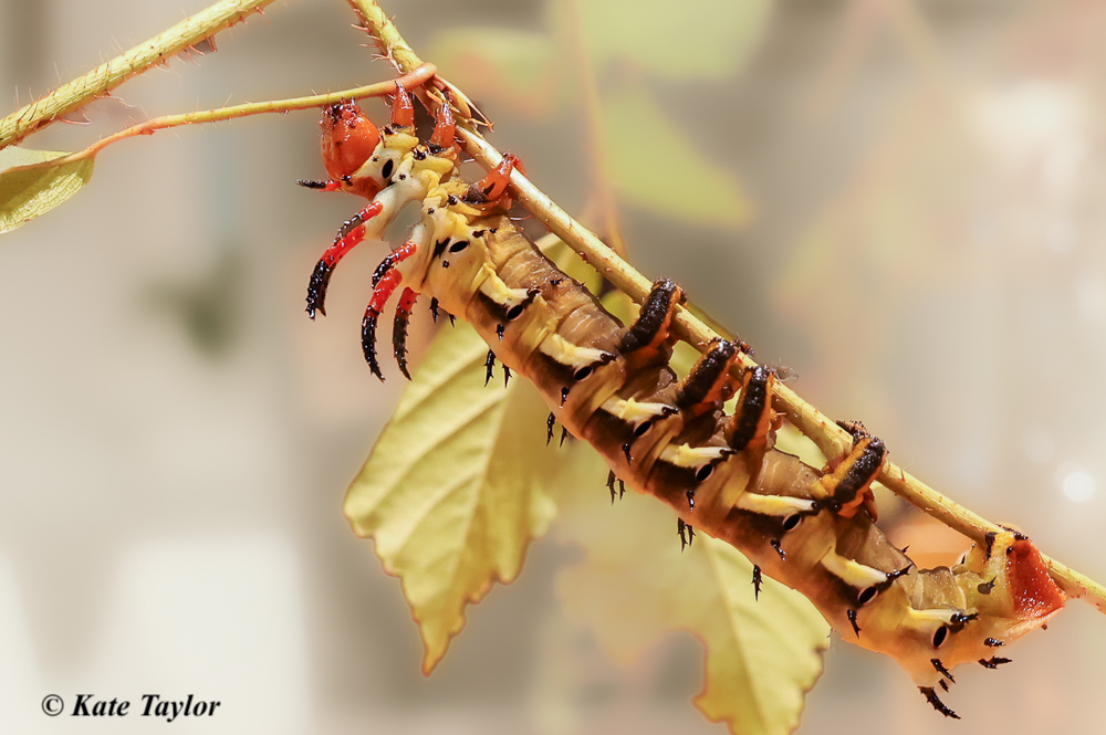 Caterpillar Lab – The Nature of Things