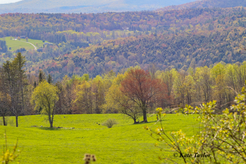 Spring in Vermont – The Nature of Things