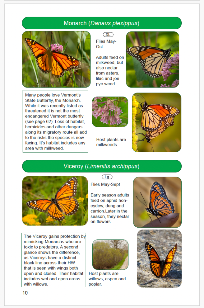 Comprehensive Guide to Vermont Butterflies | Includes Photos and ...