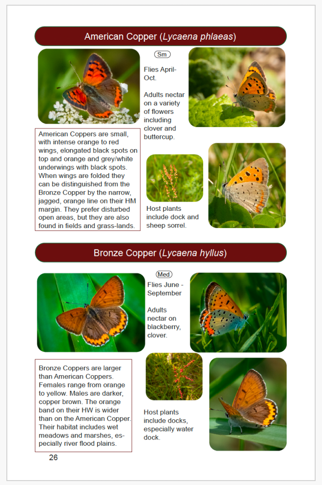 Comprehensive Guide to Vermont Butterflies | Includes Photos and ...