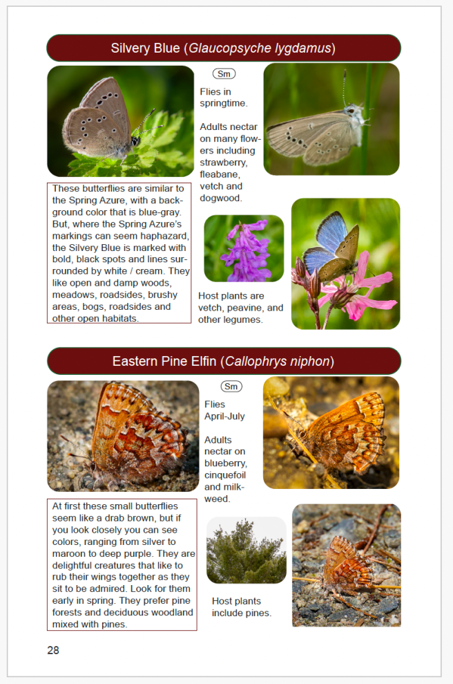 Comprehensive Guide to Vermont Butterflies | Includes Photos and ...