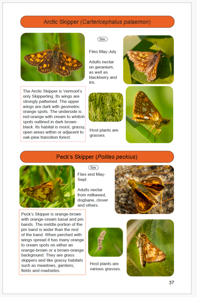Comprehensive Guide to Vermont Butterflies | Includes Photos and ...