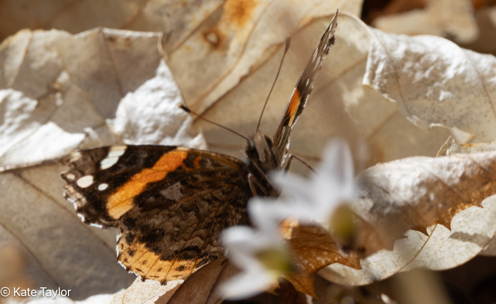 Red Admirals in Flight – The Nature of Things