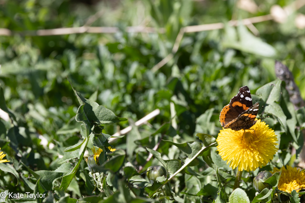 Red Admirals in Flight – The Nature of Things