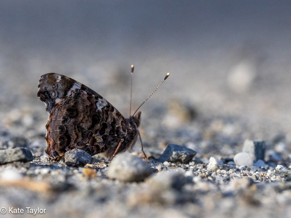 Red Admirals in Flight – The Nature of Things