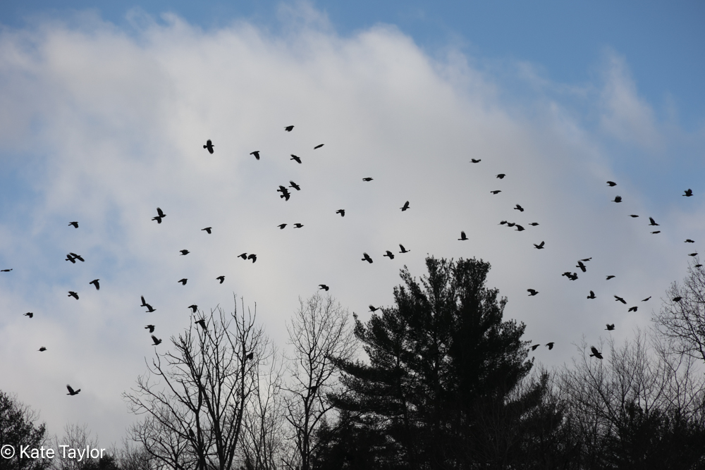 Aerial Aspirations – The Nature of Things