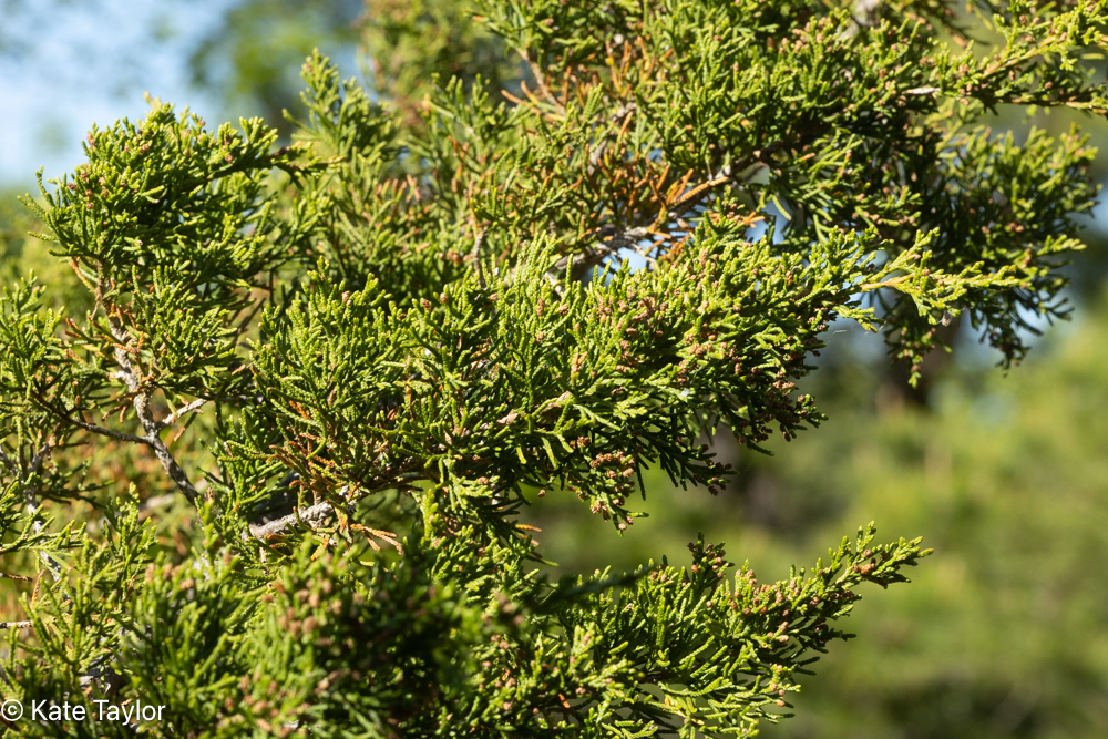 Juniper Hairstreak Butterfly – The Nature of Things